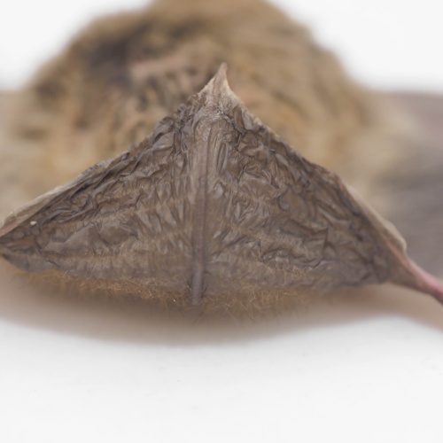 Record of Common Pipistrelle (Pipistrellus pipistrellus sensu stricto)