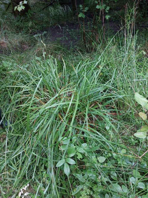 Smooth-stalked Sedge | NatureSpot