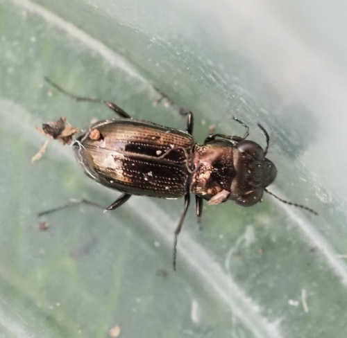 Notiophilus palustris | NatureSpot