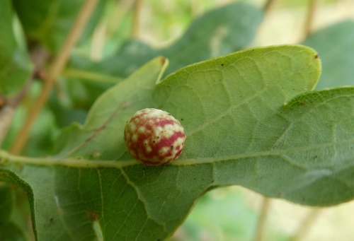 Striped Pea-gall | NatureSpot