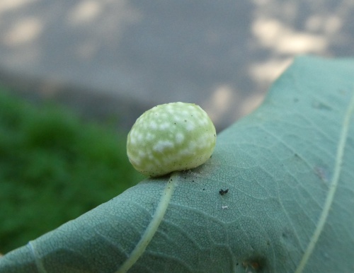 Striped Pea-gall | NatureSpot