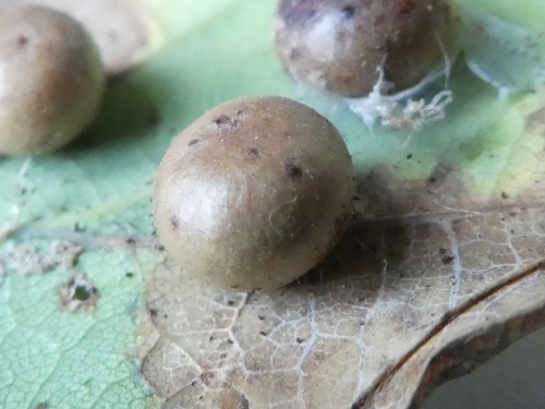Red-pea Gall | NatureSpot