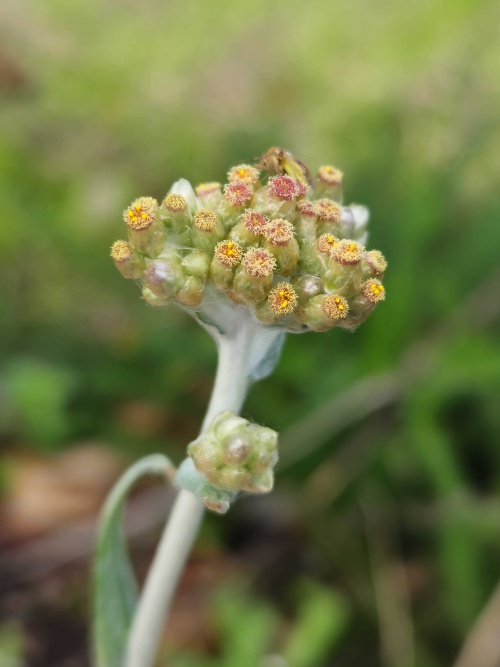Jersey Cudweed | NatureSpot