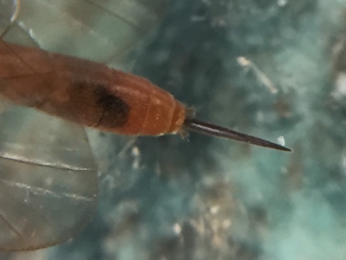 Netelia inedita | NatureSpot