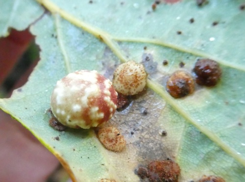 Striped Pea-gall | NatureSpot