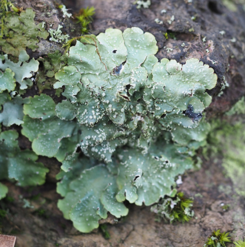 Parmeliaceae | NatureSpot