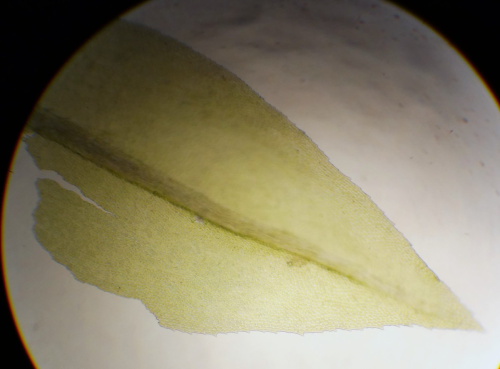 Fox-tail Feather-moss | NatureSpot