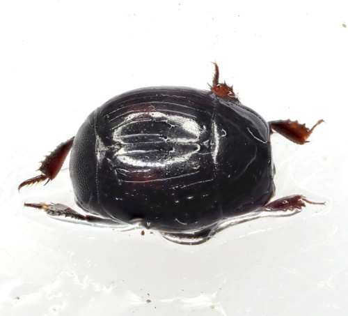 Histeridae - Clown beetles | NatureSpot