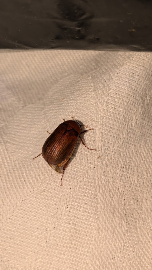 Brown Chafer | NatureSpot