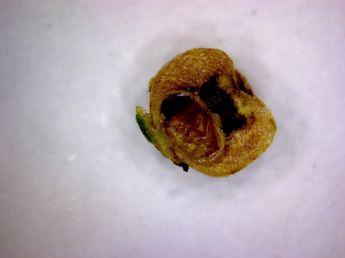 Cynips disticha f. agamic | NatureSpot