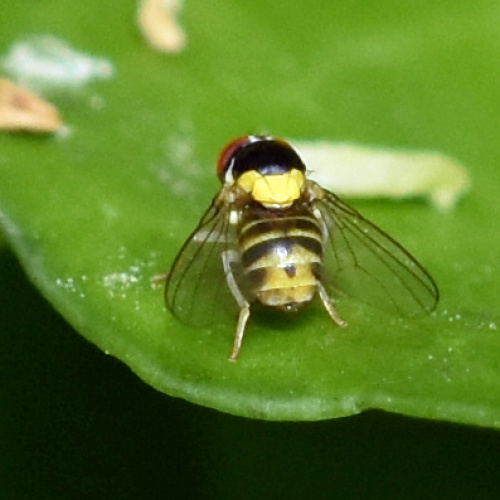 Acletoxenus formosus | NatureSpot