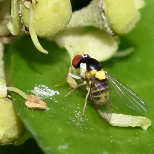 Acletoxenus formosus | NatureSpot