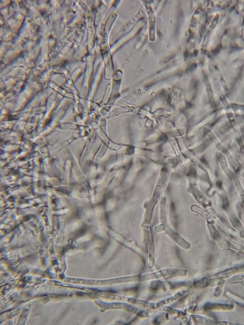 Limonomyces | NatureSpot