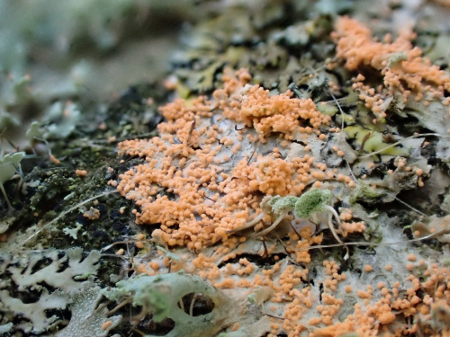 Corticiaceae - crusts | NatureSpot