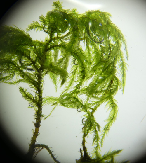 Slender Mouse-tail Moss | NatureSpot