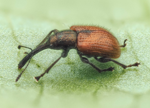 Apple Fruit Weevil | NatureSpot