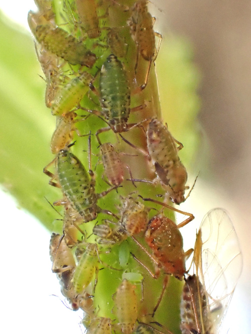 Rufous Willow Bark Aphid | NatureSpot