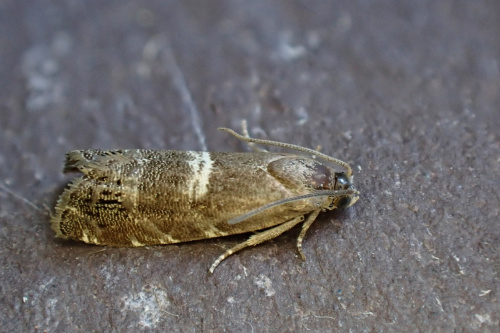 Identification Help | NatureSpot