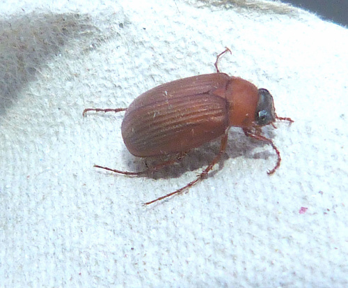 Brown Chafer | NatureSpot