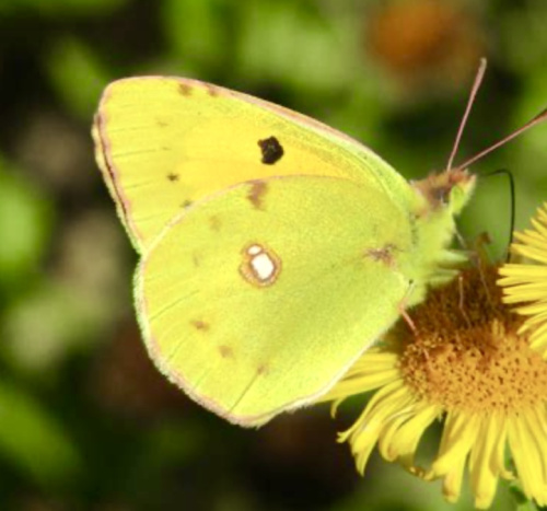 Clouded Yellow | NatureSpot