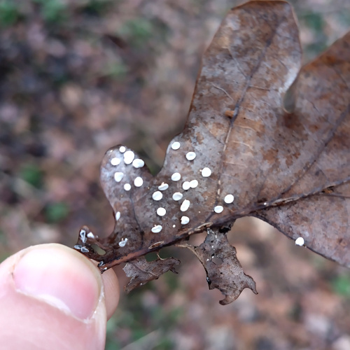 Diderma hemisphaericum | NatureSpot