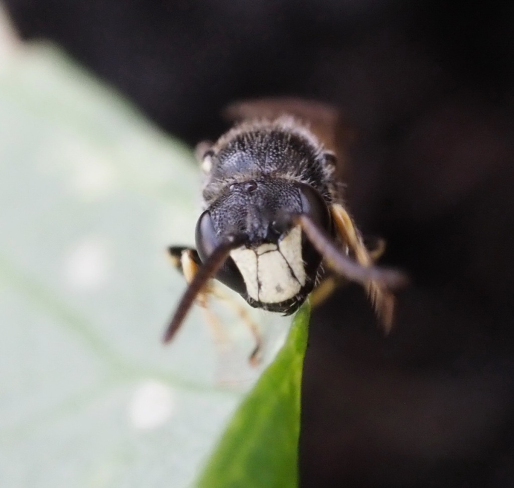 Short-horned Yellow-face Bee | NatureSpot