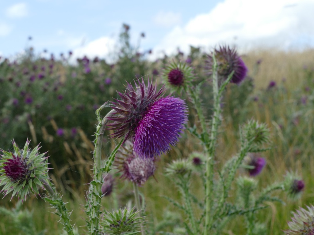 Musk Thistle | NatureSpot
