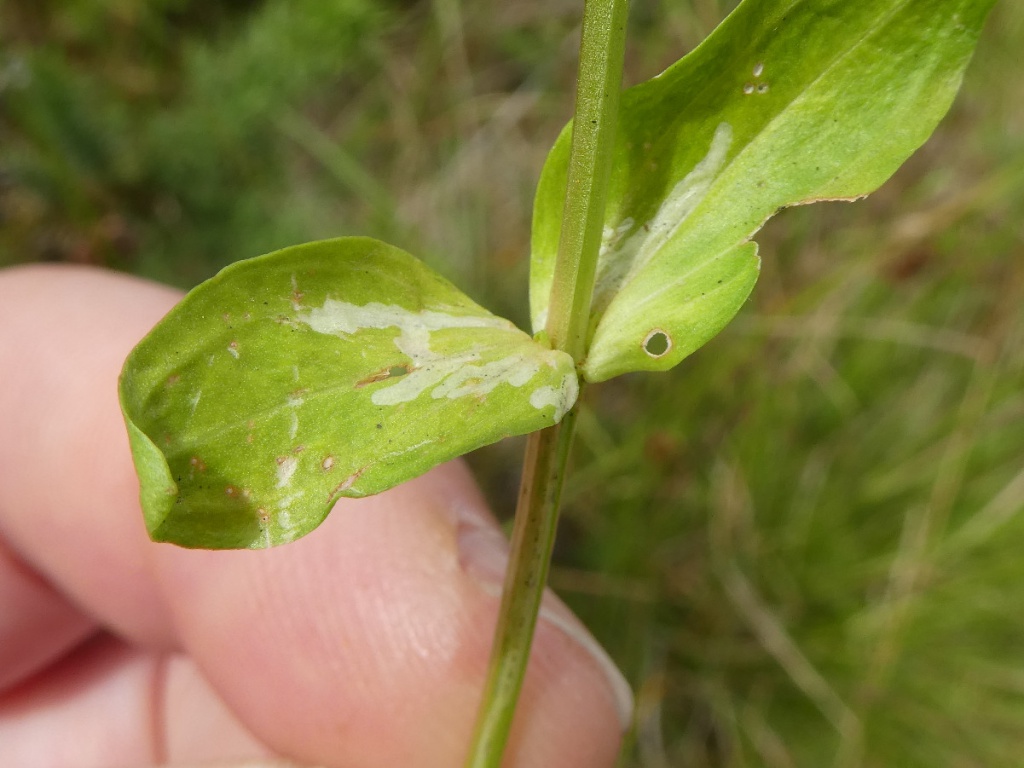 Chromatomyia centaurii | NatureSpot