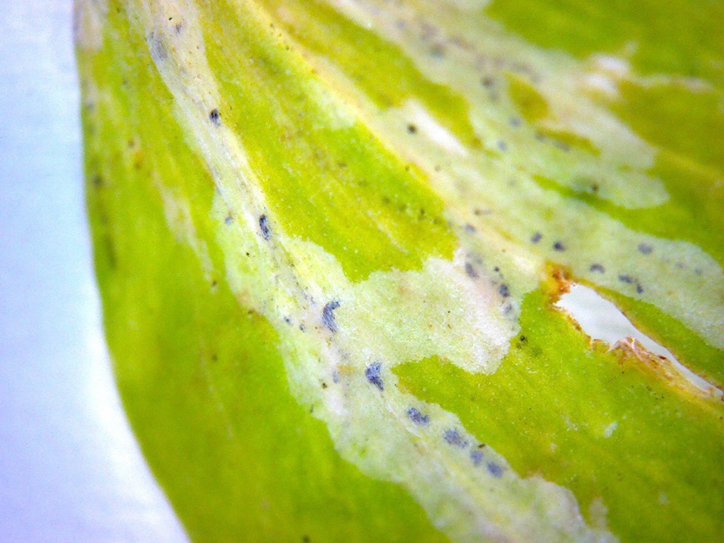 Chromatomyia centaurii | NatureSpot