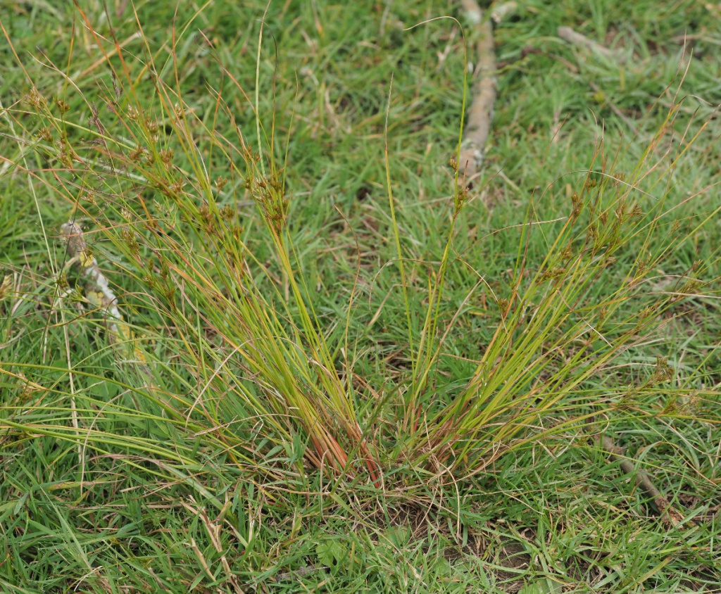 Slender Rush | NatureSpot
