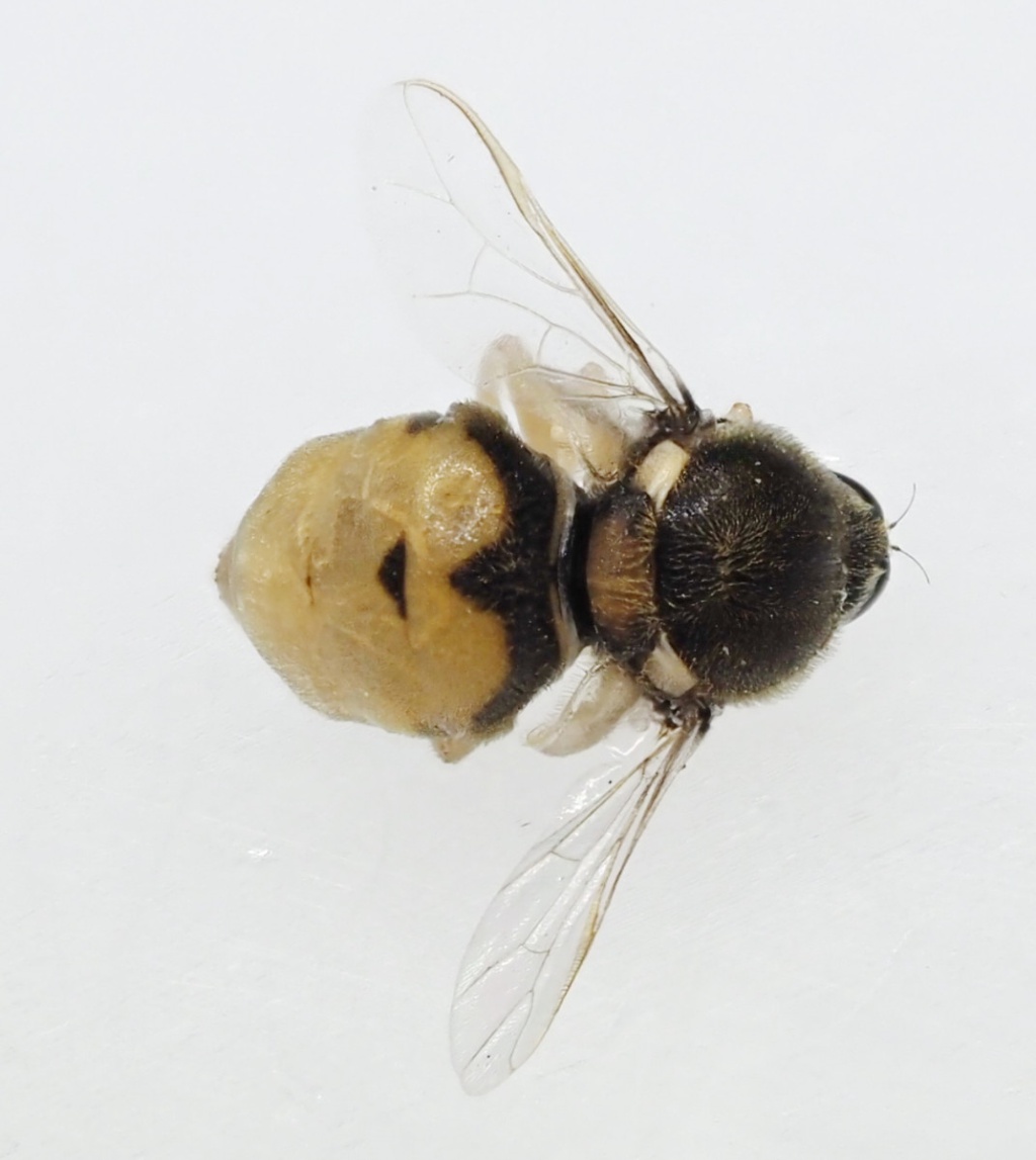 Top-horned Hunchback | NatureSpot