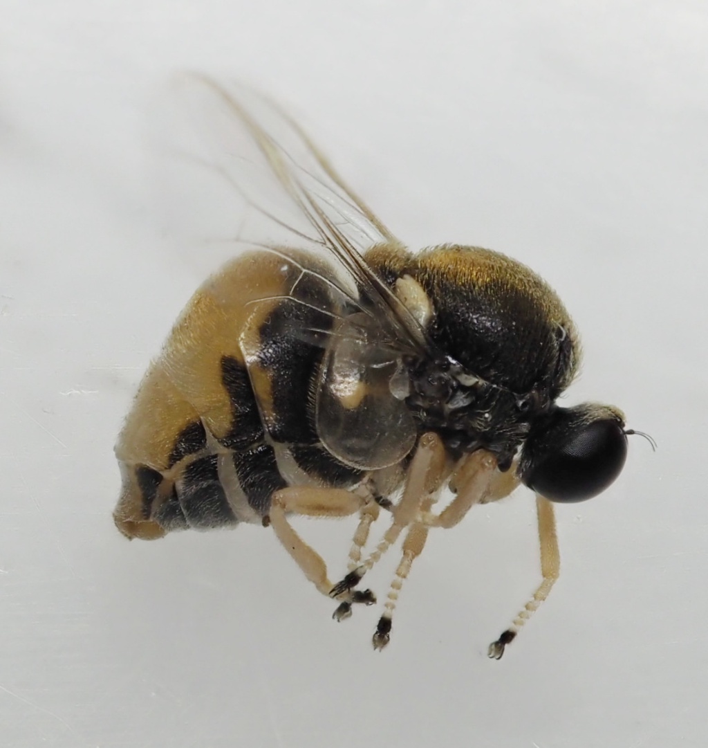 Top-horned Hunchback | NatureSpot