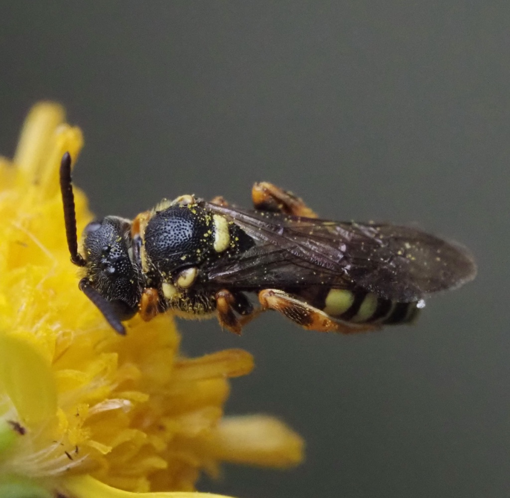 Black-horned Nomad Bee | NatureSpot