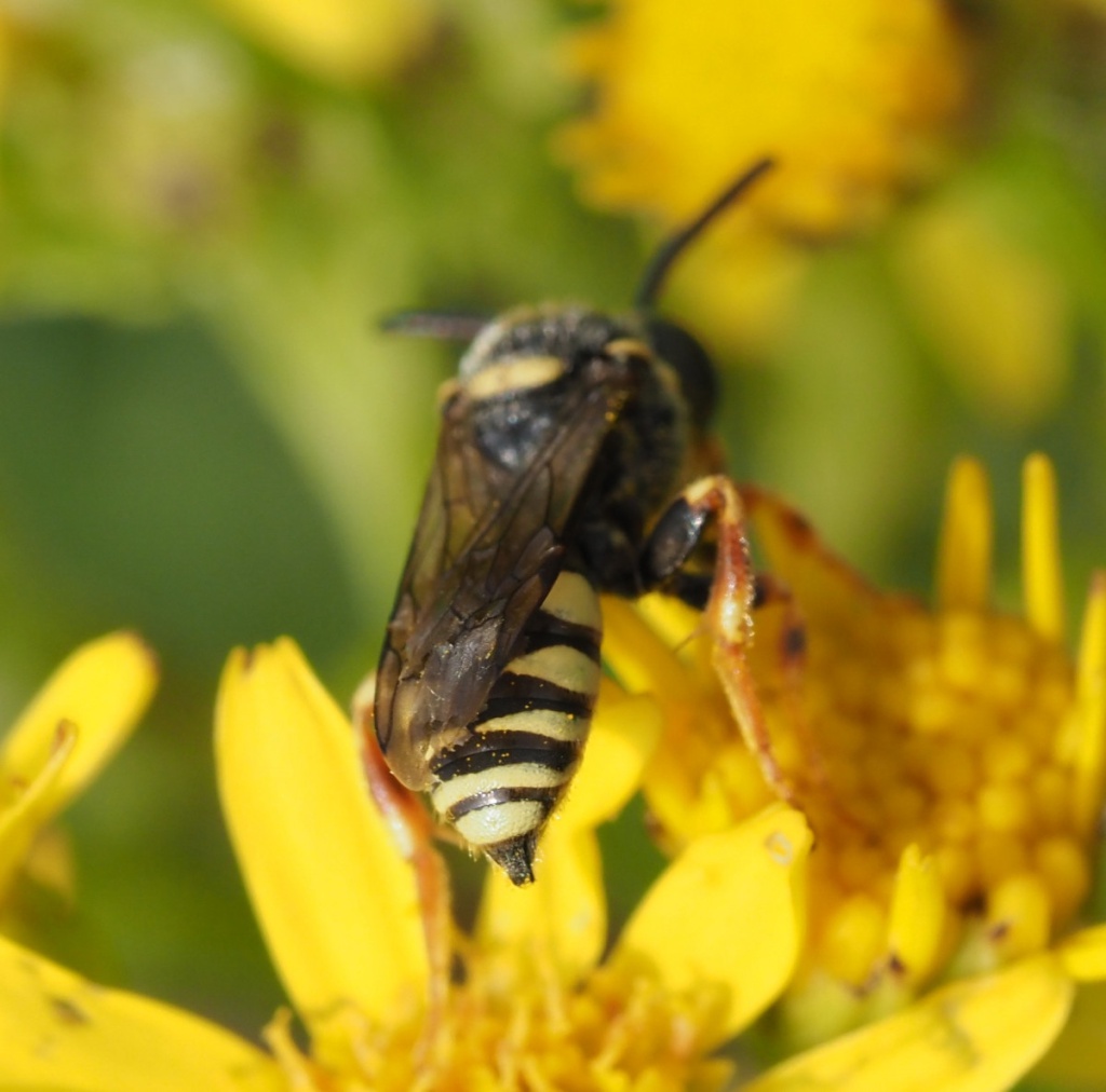Black-horned Nomad Bee | NatureSpot
