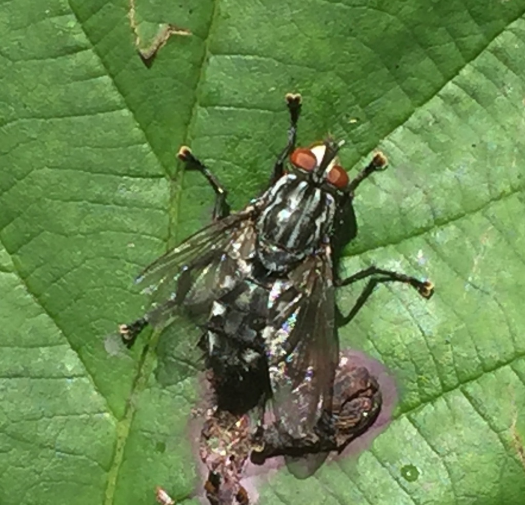 Sarcophaga Bullata