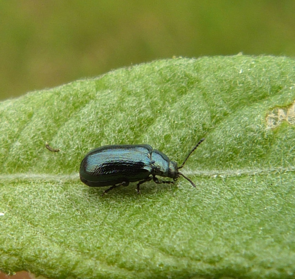 Brooklime Leaf Beetle | NatureSpot