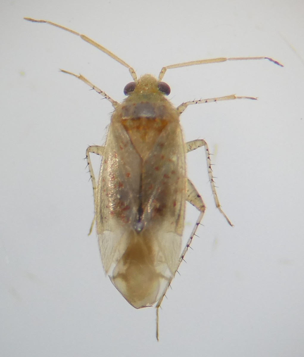 Psallus haematodes | NatureSpot