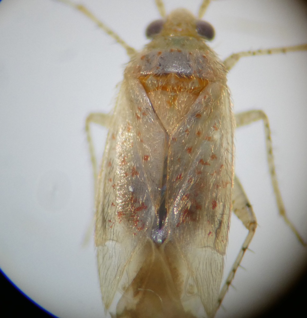 Psallus haematodes | NatureSpot