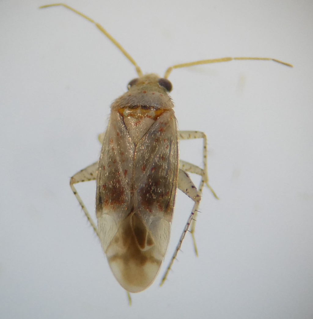 Psallus haematodes | NatureSpot