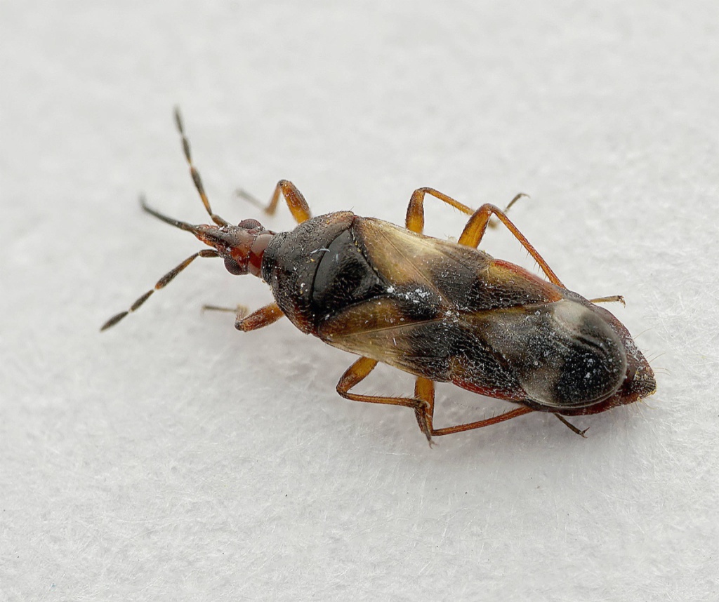 Poplar Gall Bug | NatureSpot