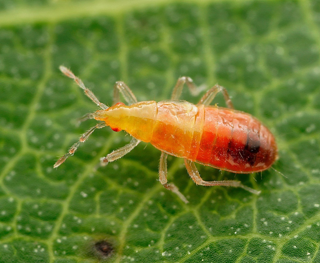 Poplar Gall Bug | NatureSpot