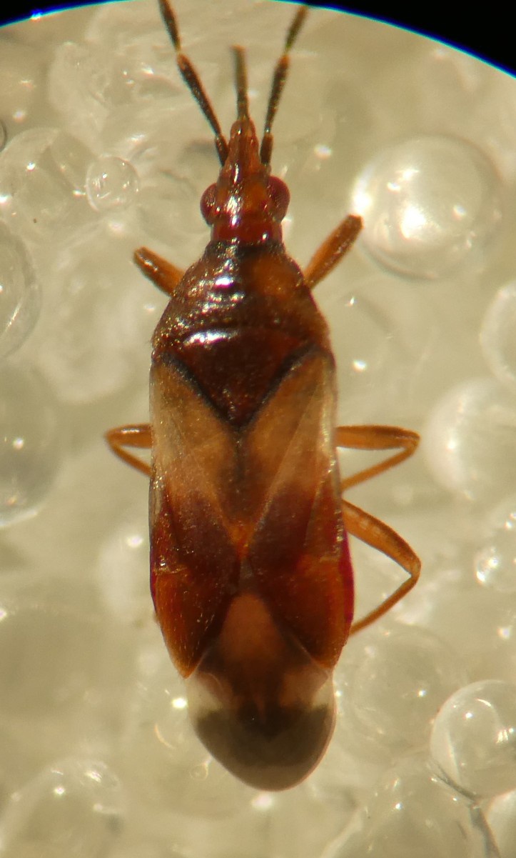 Poplar Gall Bug | NatureSpot