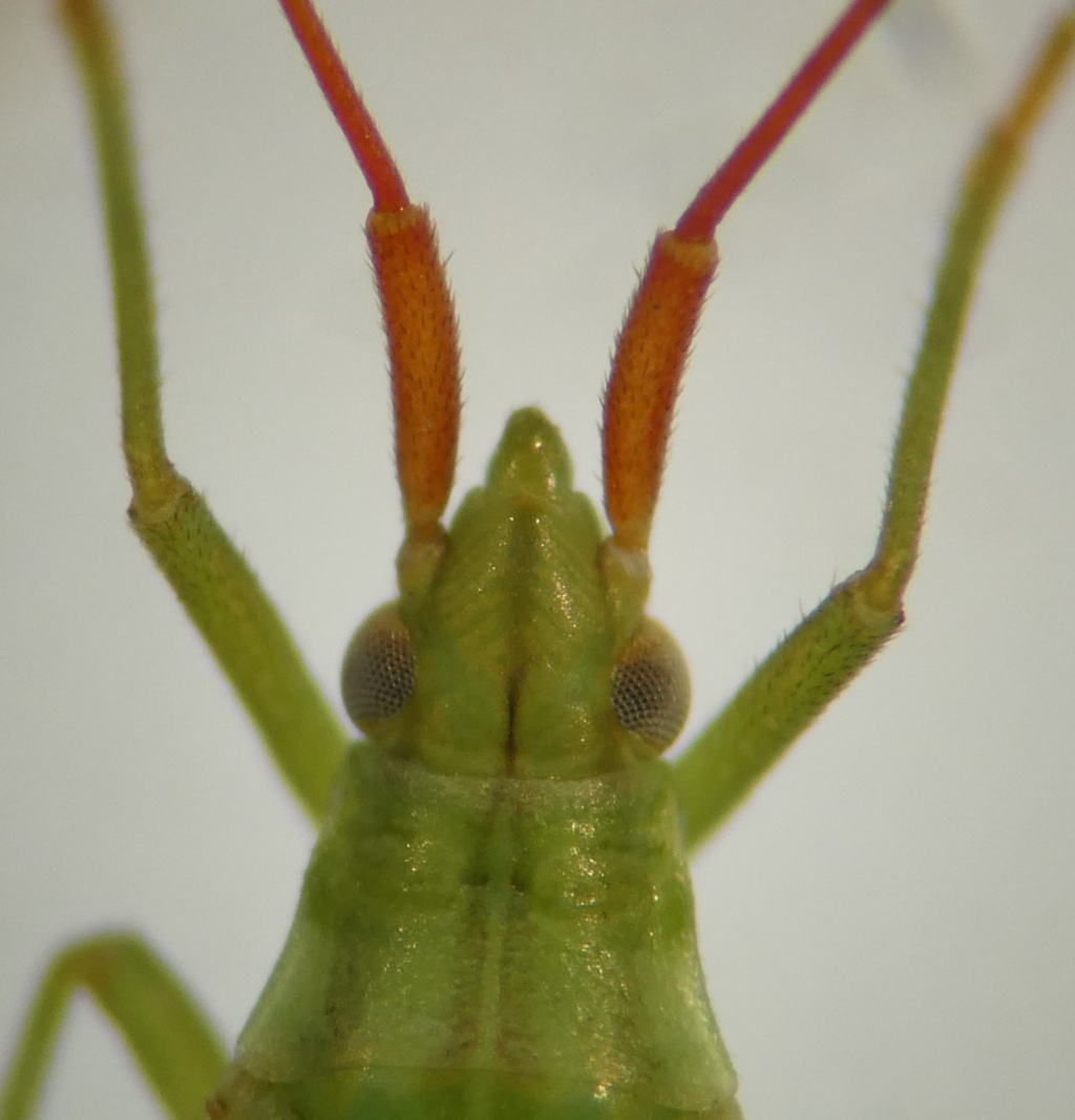 Trigonotylus ruficornis | NatureSpot