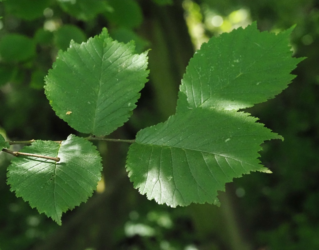September Elm Leaves