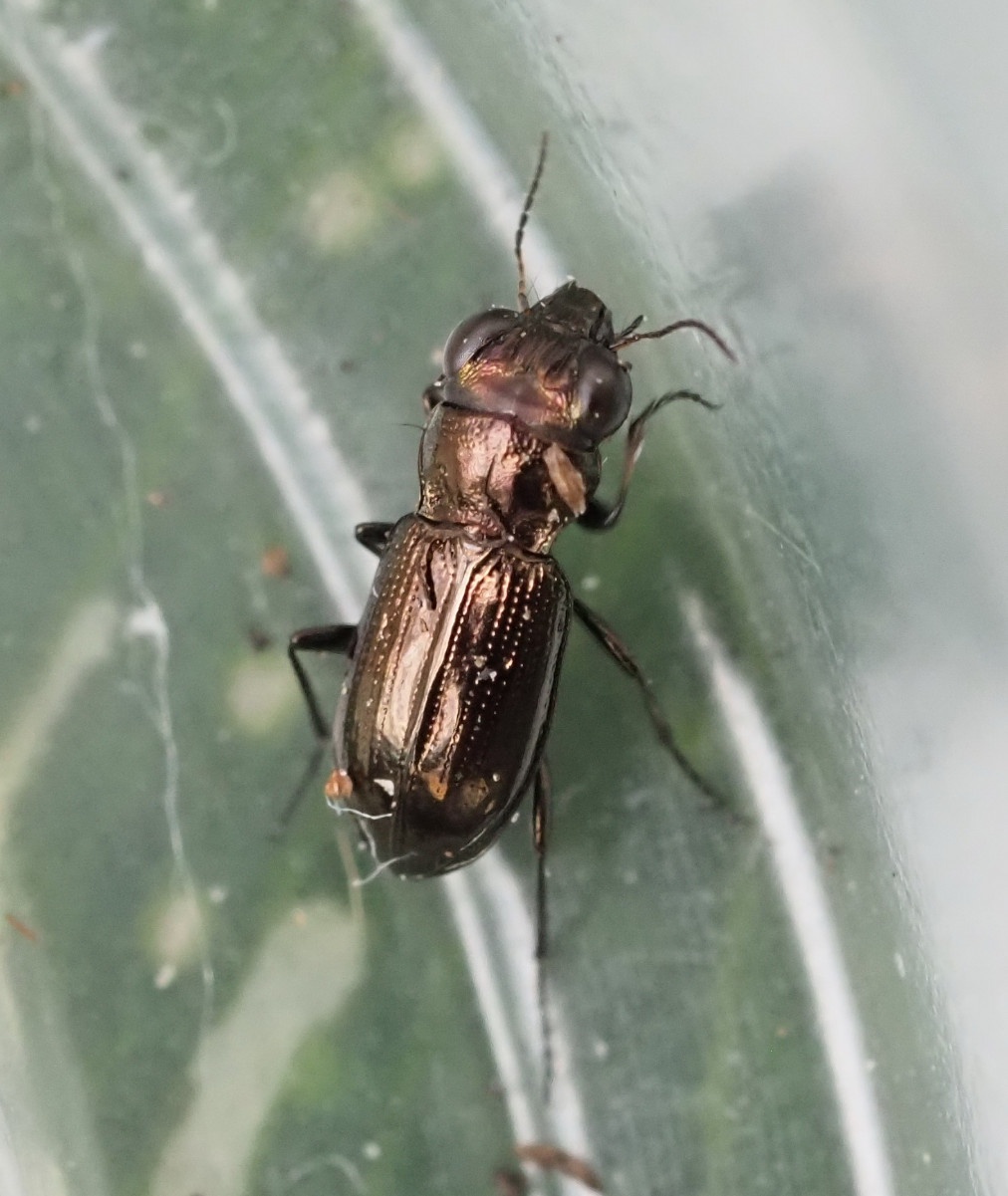 Notiophilus palustris | NatureSpot