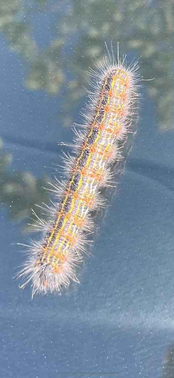 Record of Oak Processionary Moth
