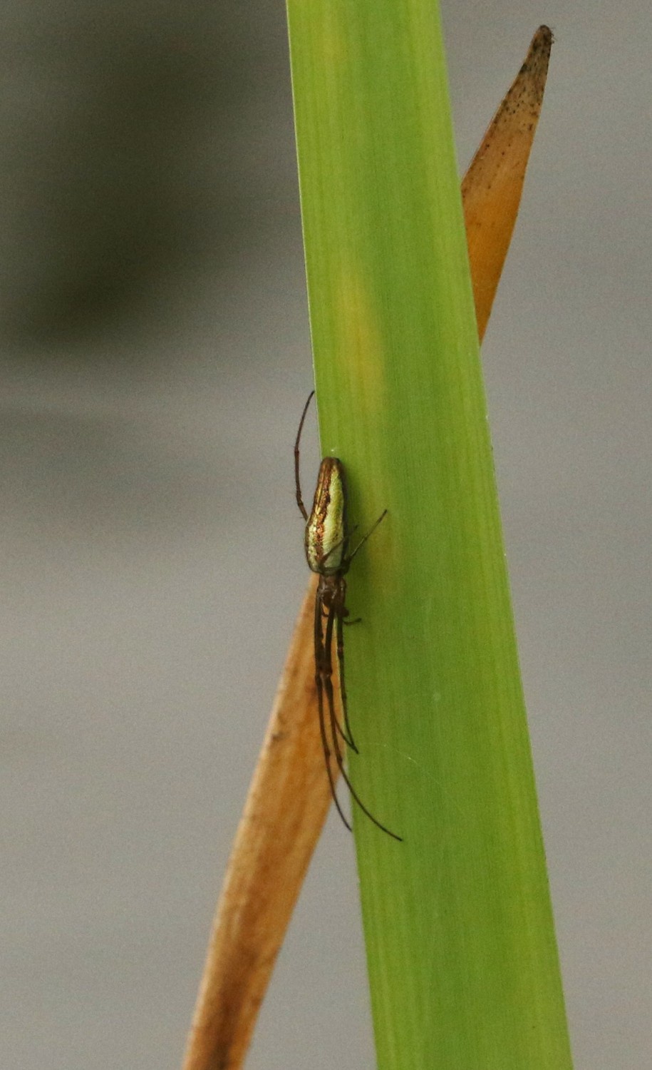 Record of long-jawed spiders (Tetragnathidae)