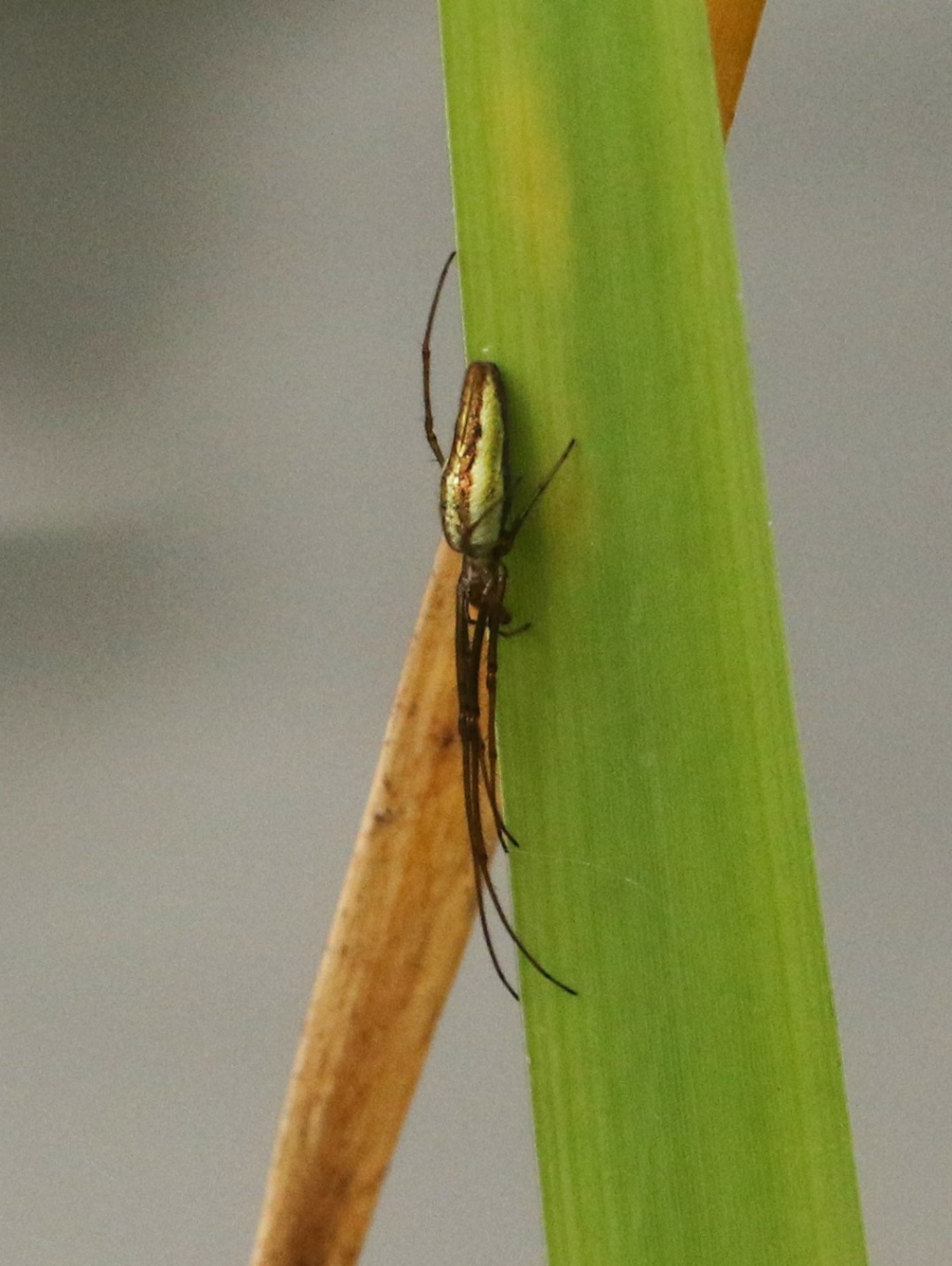Record of long-jawed spiders (Tetragnathidae)