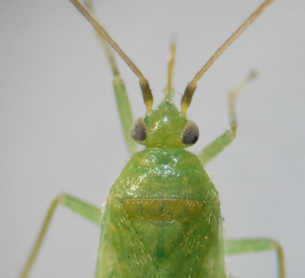 Orthotylus nassatus | NatureSpot