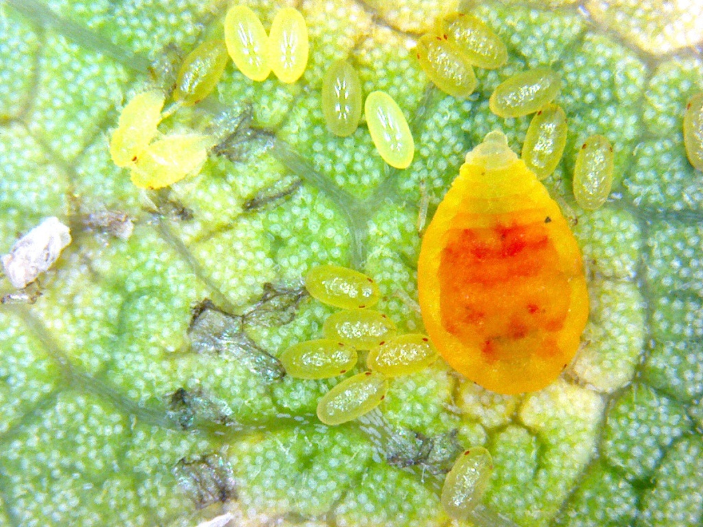 Oak Leaf Phylloxera | NatureSpot